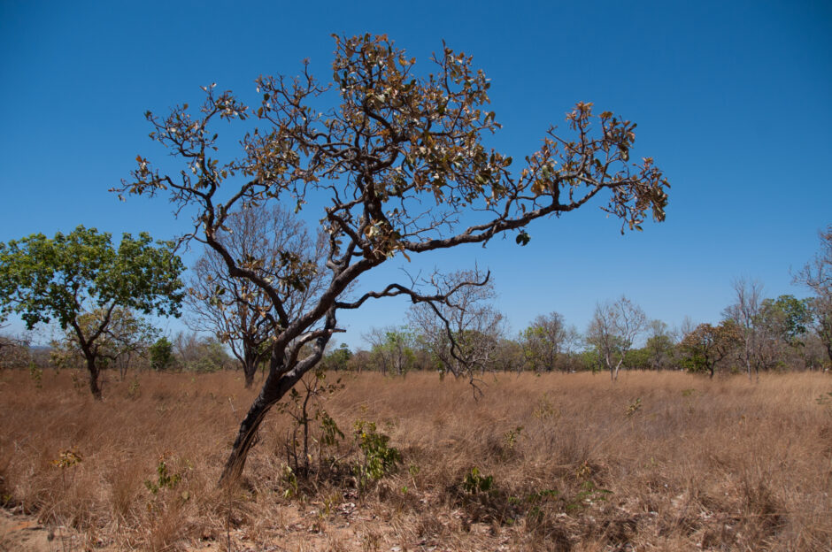 Maior seca em 74 anos afeta Cerrado tocantinense e intensifica ...